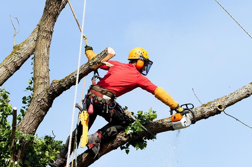 About Us | Sky Fall Landscaping & Tree Removal